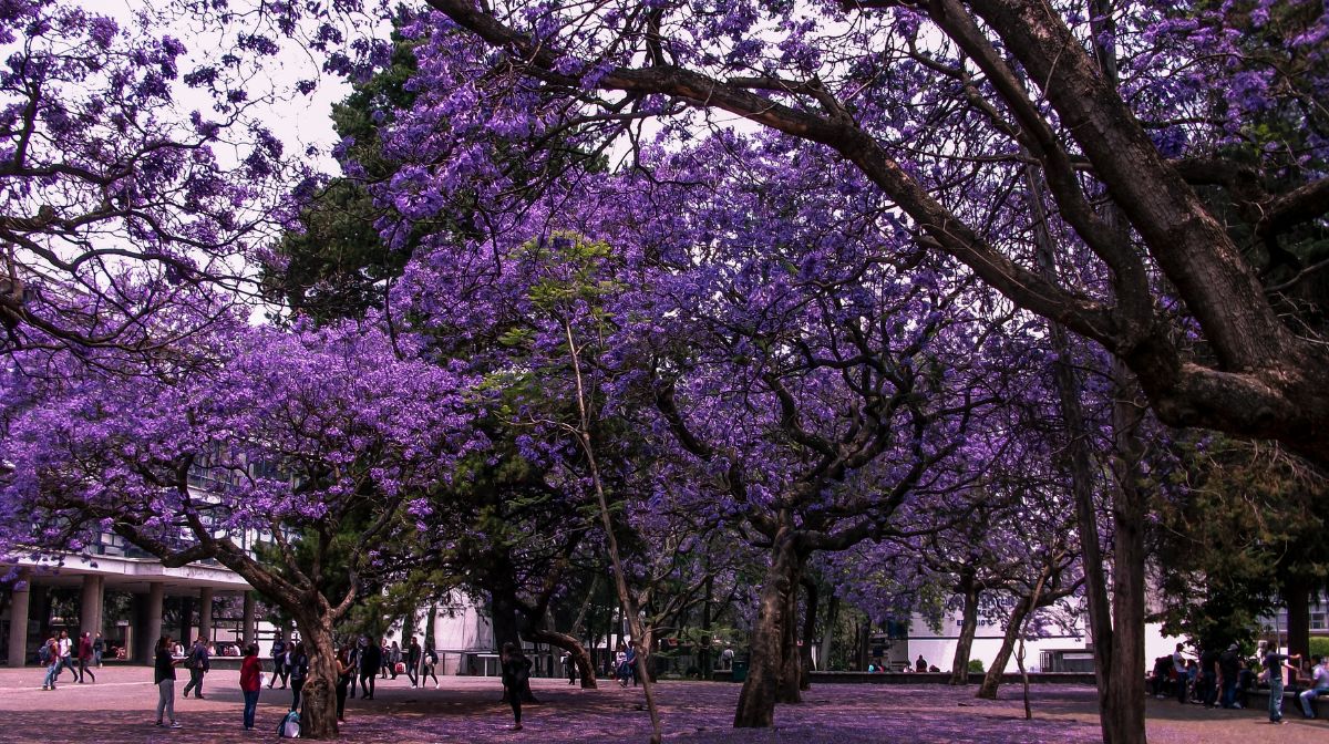 Jacarandas, ¿quién las trajo a México y cuándo? | Camino Real